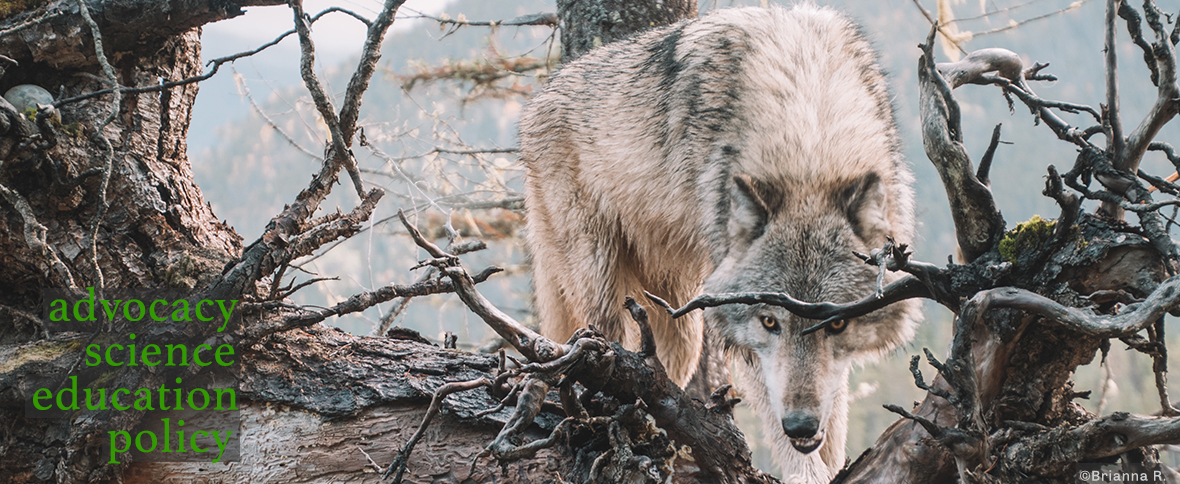 About Speak for Wolves | Speak for Wolves
