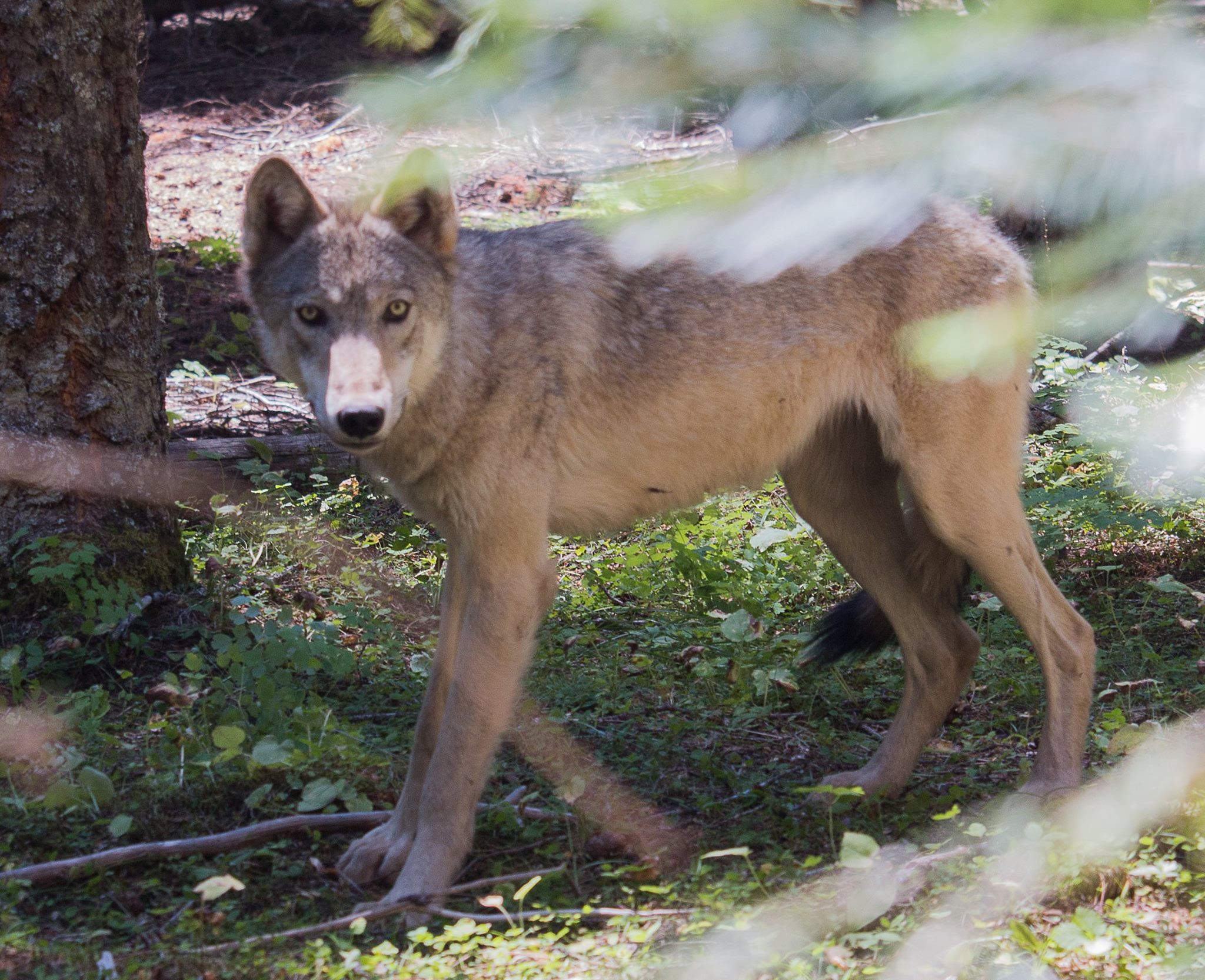 Oregon’s Poaching Problem | Speak for Wolves