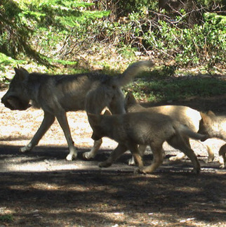 Help us choose our 2023 conference location! | Speak for Wolves